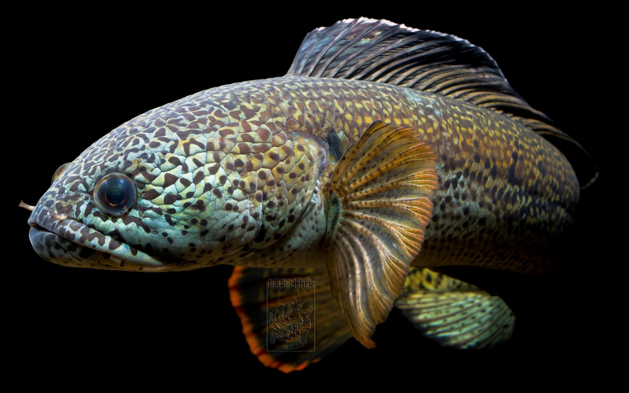 Fish Story, a DIY Aquarium Attraction & Fish Rescue – Every fish has a ...