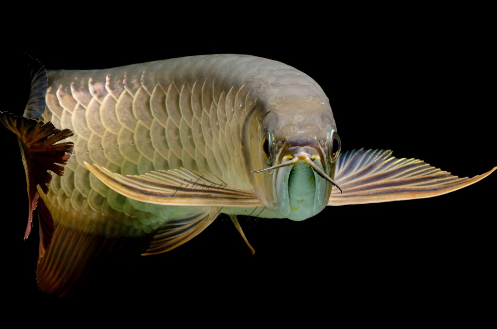 Fish Story, a DIY Aquarium Attraction & Fish Rescue – Every fish has a ...