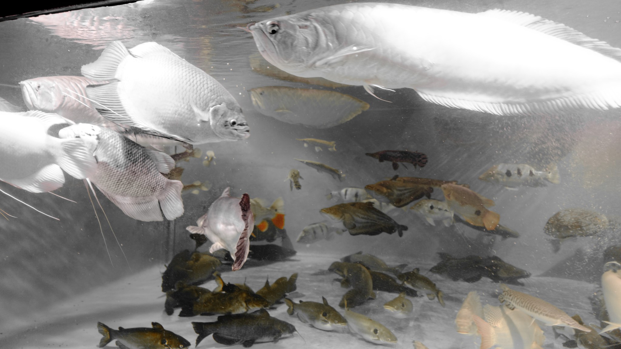 Rescue, Adoption, Sales – Fish Story, a DIY Aquarium Attraction & Fish ...