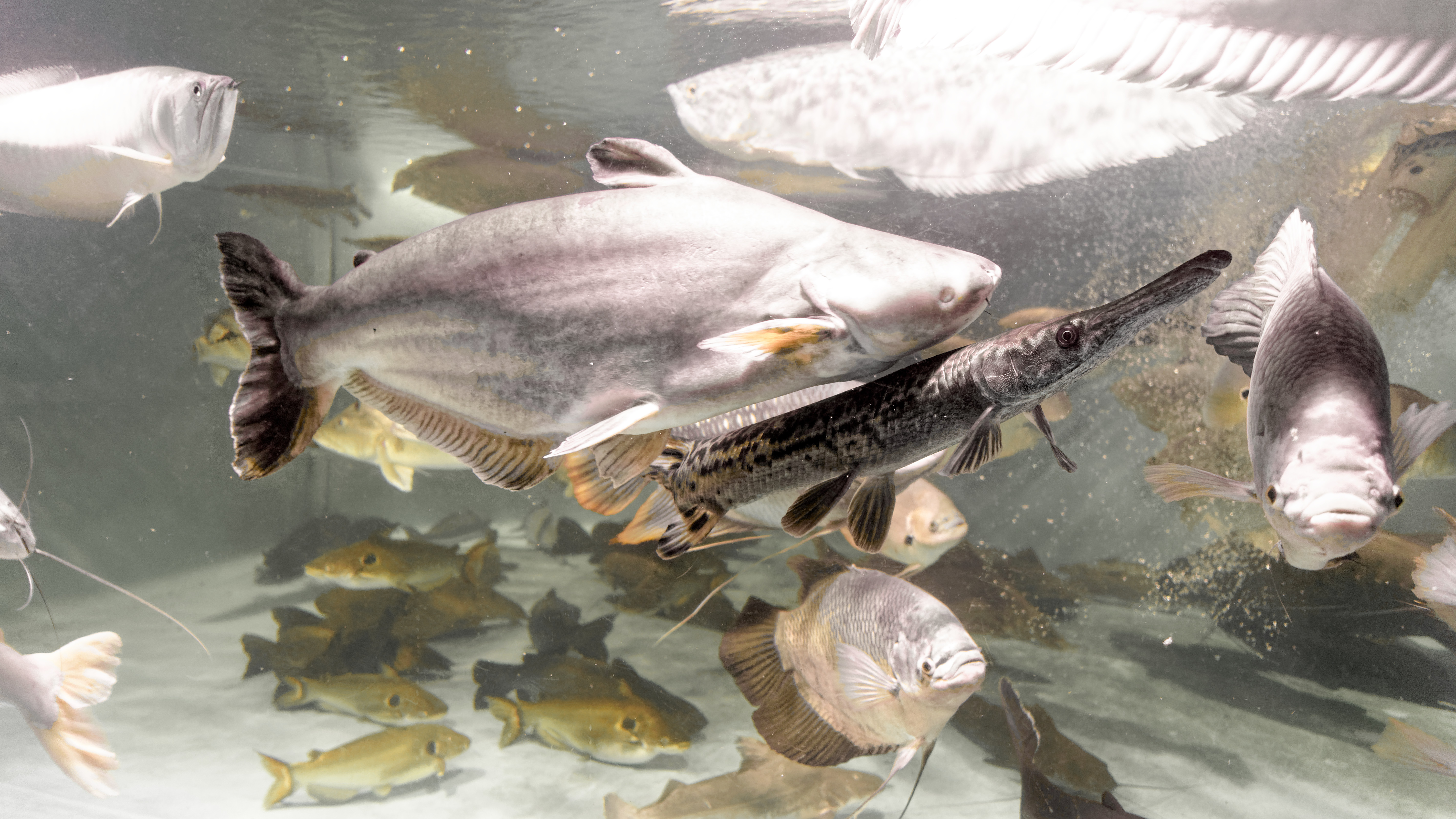 Rescue, Adoption, Sales – Fish Story, a DIY Aquarium Attraction & Fish ...