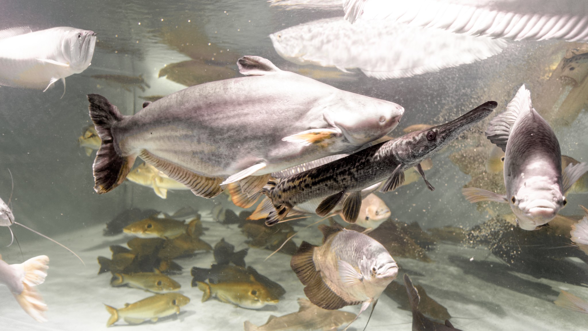 Rescue, Adoption, Sales – Fish Story, a DIY Aquarium Attraction & Fish ...