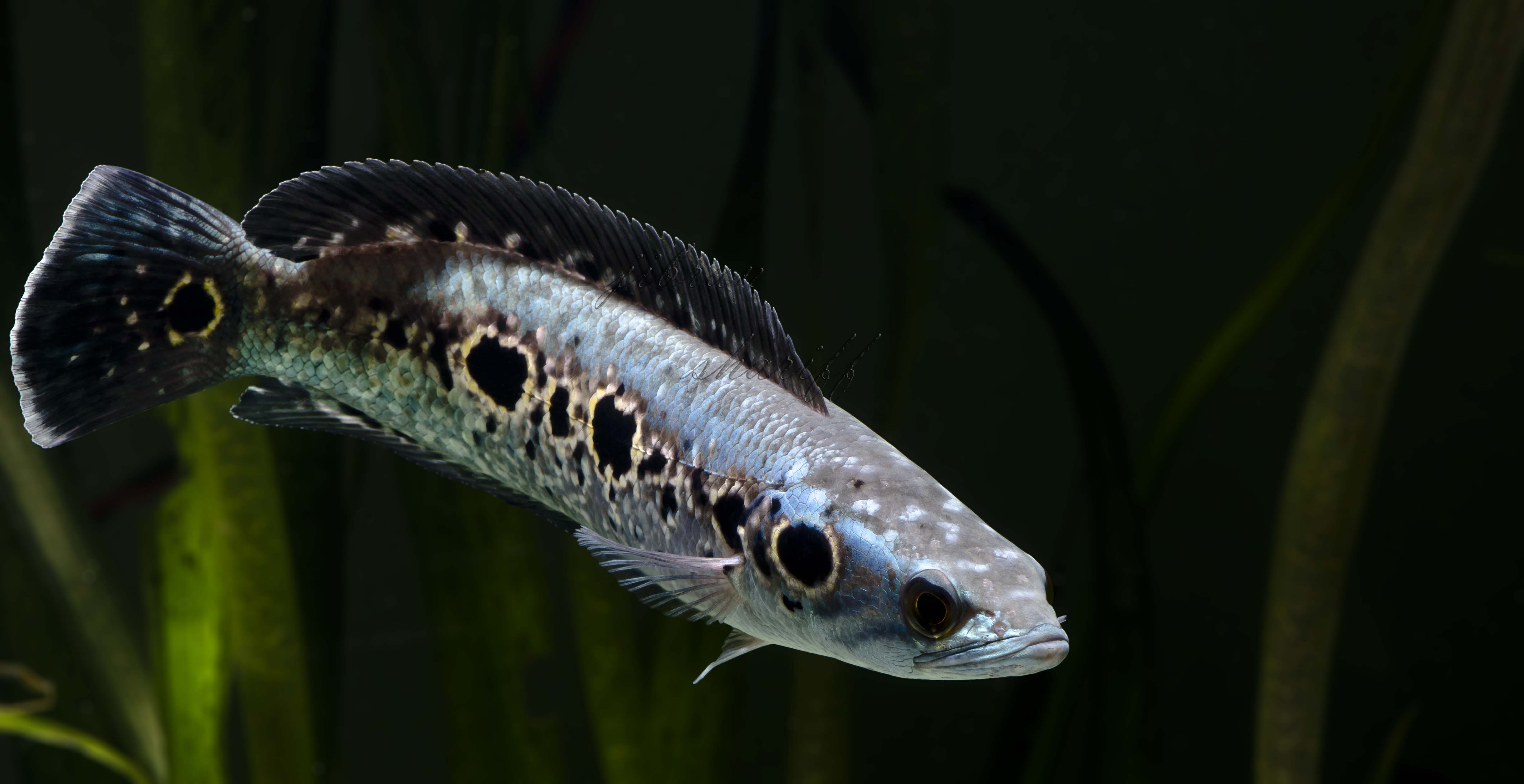 Imagery – Fish Story, a DIY Aquarium Attraction & Fish Rescue